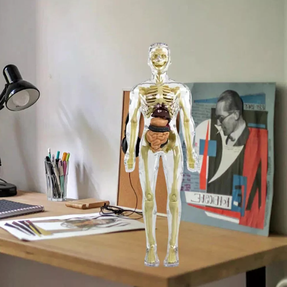 Kids 3D Human Body Anatomy Model Fun & Educational Science Toy – Zoolase